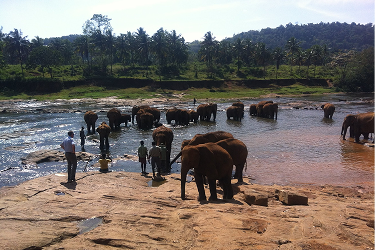 Wildlife–human conflicts could shift with climate change - Institute of ...
